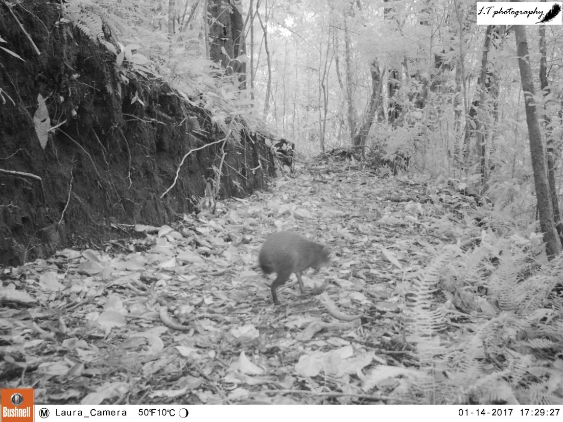 How to…Use and Make the Most of a Camera Trap | Laura's Wild World