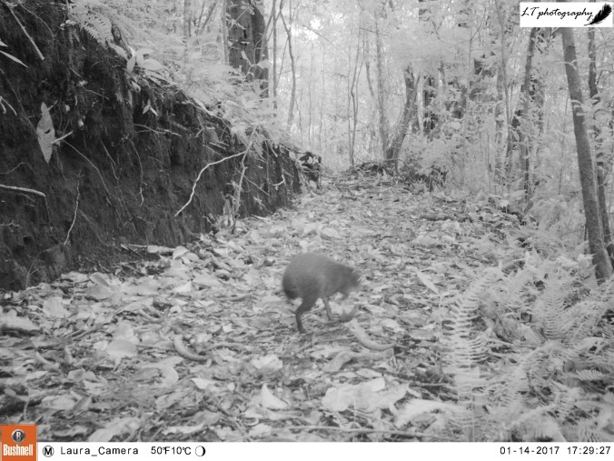 How to…Use and Make the Most of a Camera Trap | Laura's Wild World