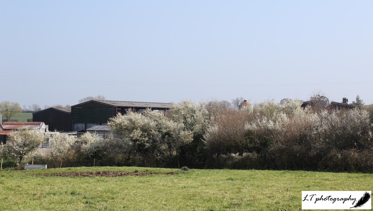 How to… Identify Hedgerow Plants | Laura's Wild World