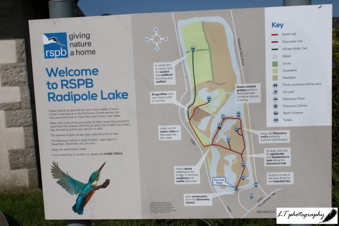 Spring at RSPB Radipole Lake and RSPB Lodmoor | Laura's Wild World