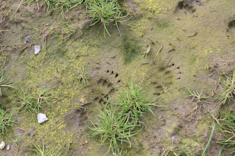 How to… Identify Animal Footprints | Laura's Wild World