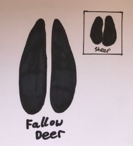 How to… Identify Animal Footprints | Laura's Wild World