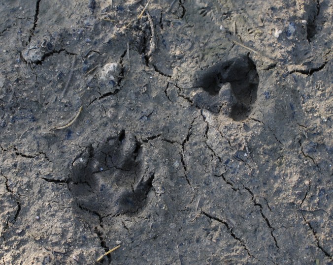How to… Identify Animal Footprints | Laura's Wild World