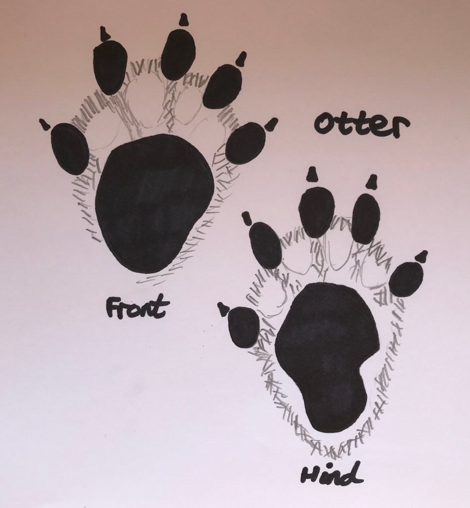 How to… Identify Animal Footprints | Laura's Wild World