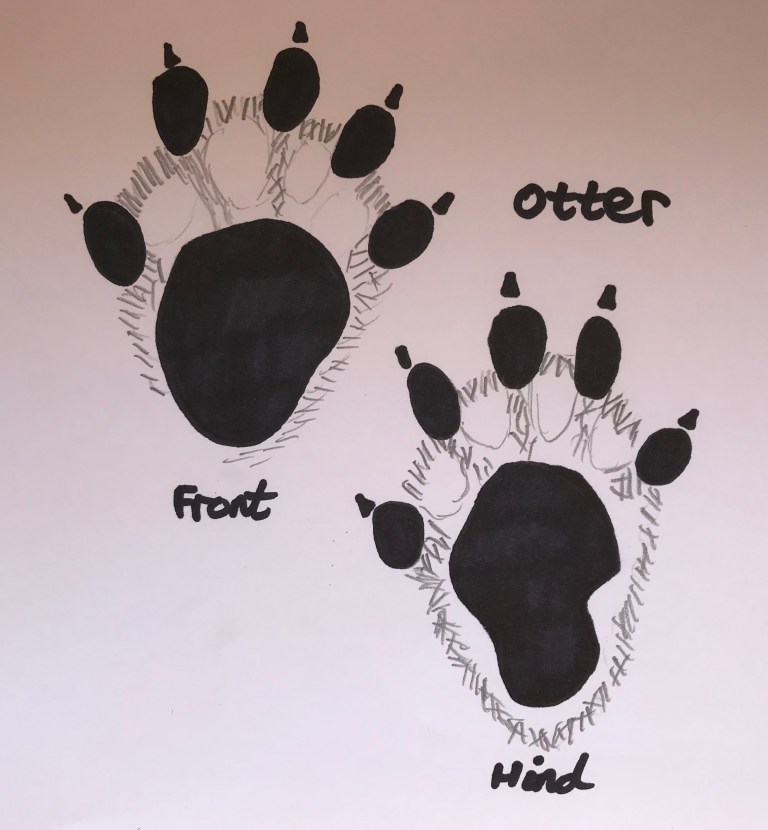 How to… Identify Animal Footprints | Laura's Wild World