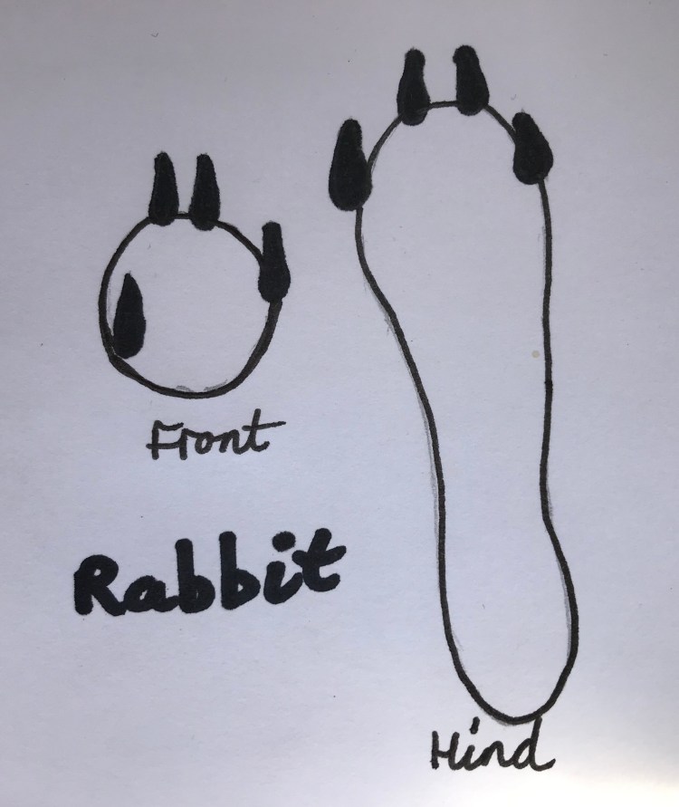 How to… Identify Animal Footprints | Laura's Wild World