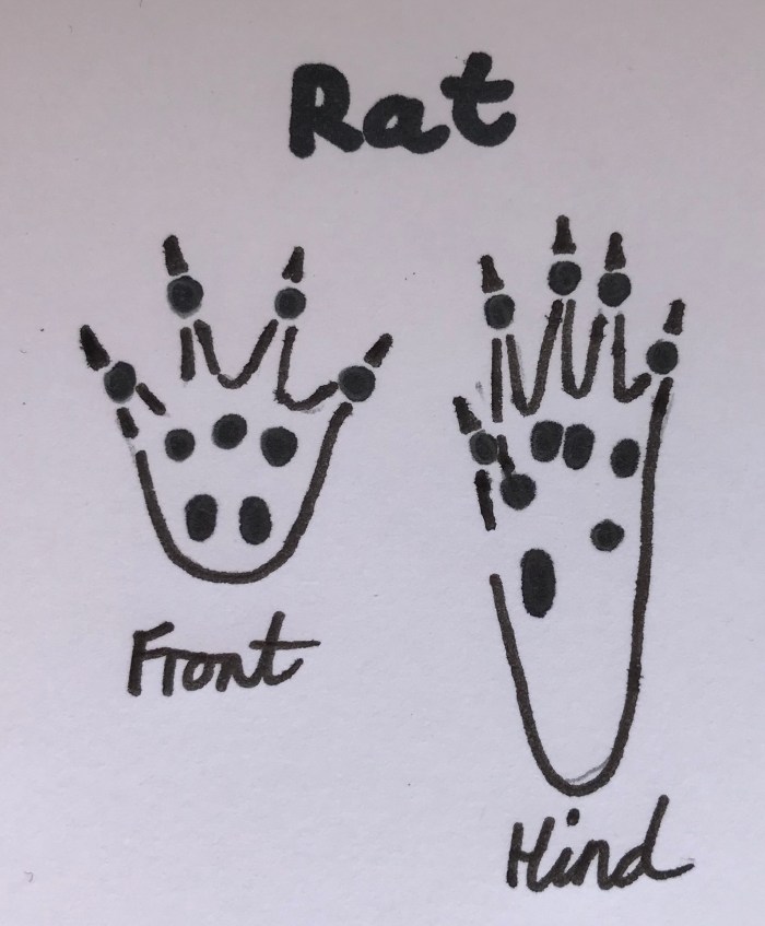 How to… Identify Animal Footprints | Laura's Wild World