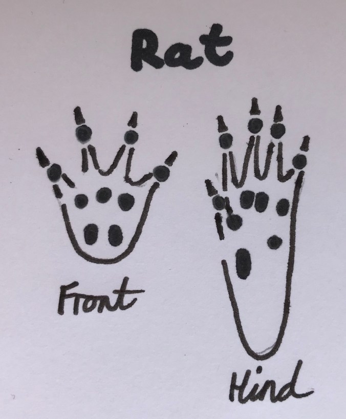 How to… Identify Animal Footprints | Laura's Wild World