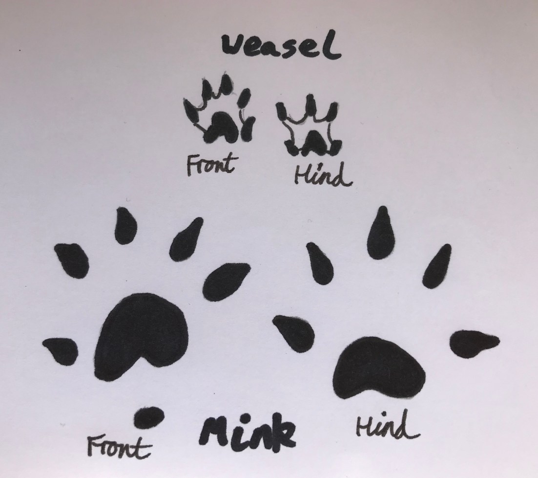 How to… Identify Animal Footprints | Laura's Wild World
