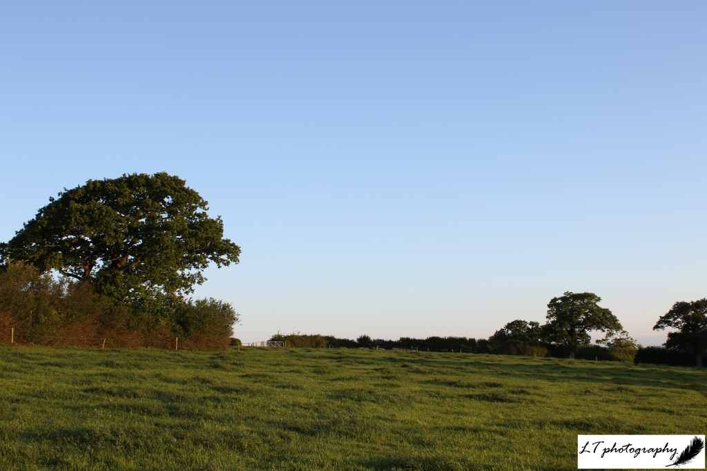 How to… Identify Hedgerow Plants | Laura's Wild World