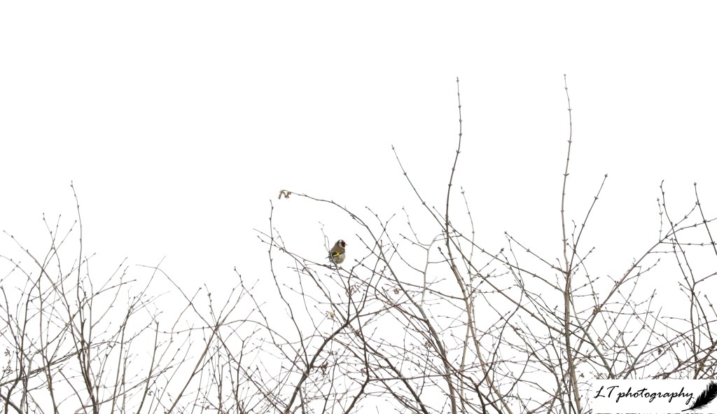 How to… Identify Hedgerow Plants | Laura's Wild World