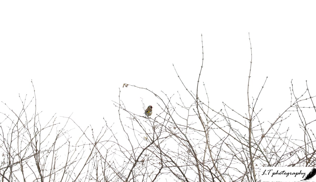 How to… Identify Hedgerow Plants | Laura's Wild World