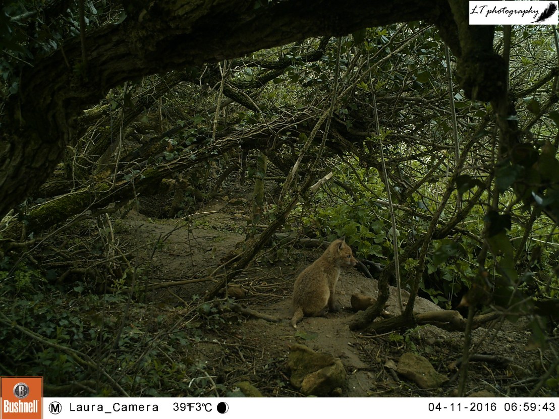 How to…Use and Make the Most of a Camera Trap | Laura's Wild World