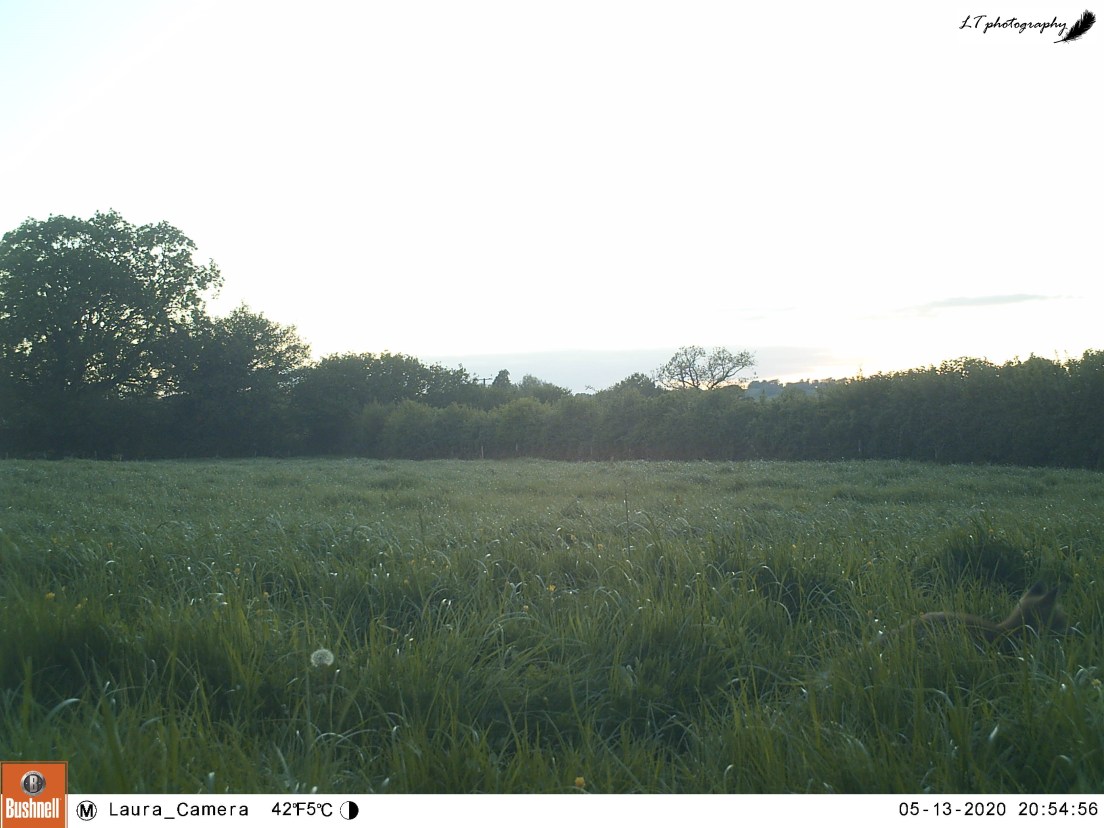 How to…Use and Make the Most of a Camera Trap | Laura's Wild World