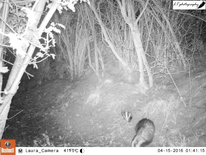 How to…Use and Make the Most of a Camera Trap | Laura's Wild World